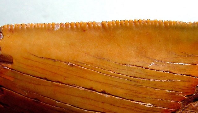 Fish 15 - Cochise College Geology