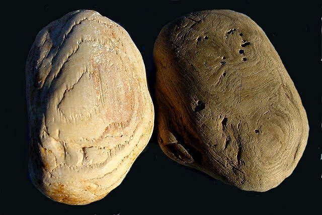 Plant Fossil - Tree 61 - Cochise College Geology