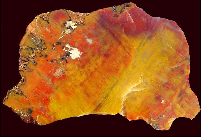 Plant Fossil Tree Archives - Cochise College Geology