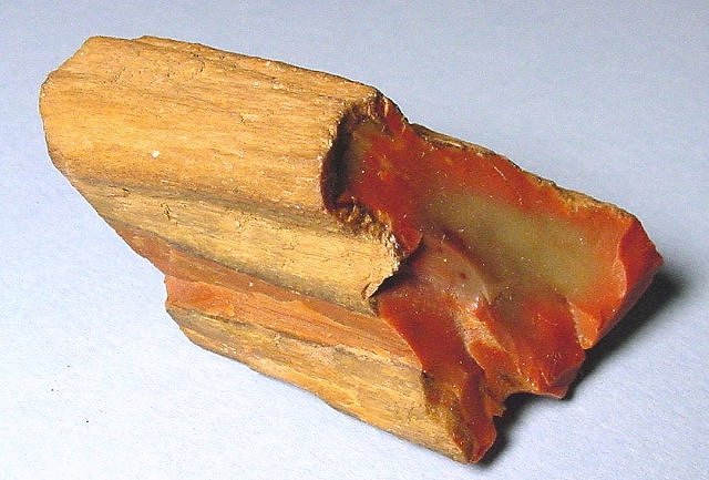 Plant Fossil - Tree 32 - Cochise College Geology