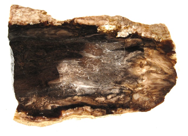 Plant Fossil - Tree 68 - Cochise College Geology