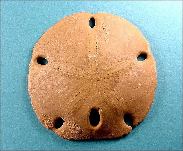 Sea Urchin 12 - Cochise College Geology