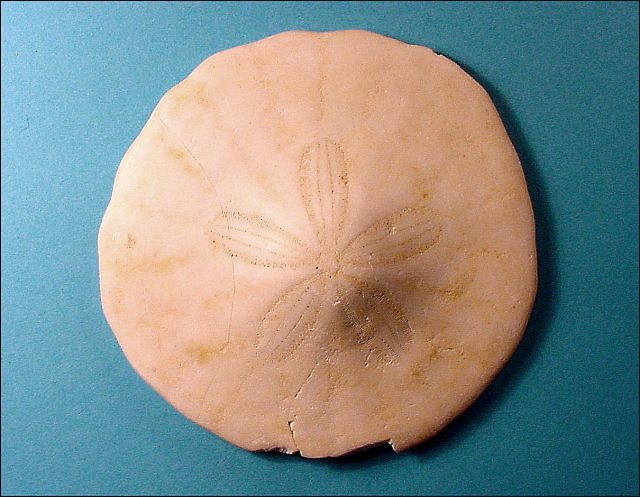 Sea Urchin 7 - Cochise College Geology